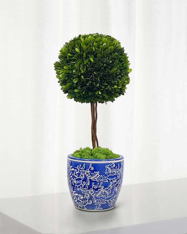 Winward Home Preserved Coneball Boxwood Topiary In Porcelain Vase - 24 ...