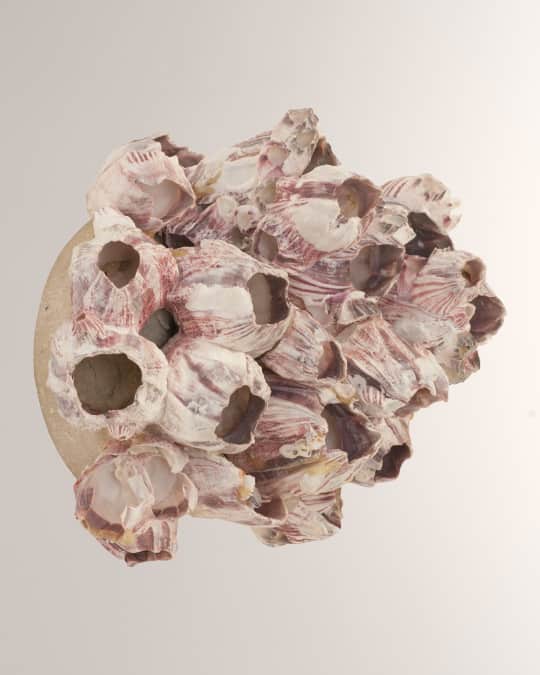 Phillips Collection Barnacle Cluster Medium Wall Art | Neiman Marcus