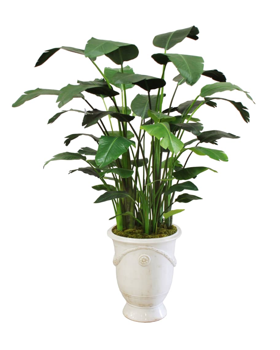 Winward Home Banana Tree in Tuscan Urn | Neiman Marcus