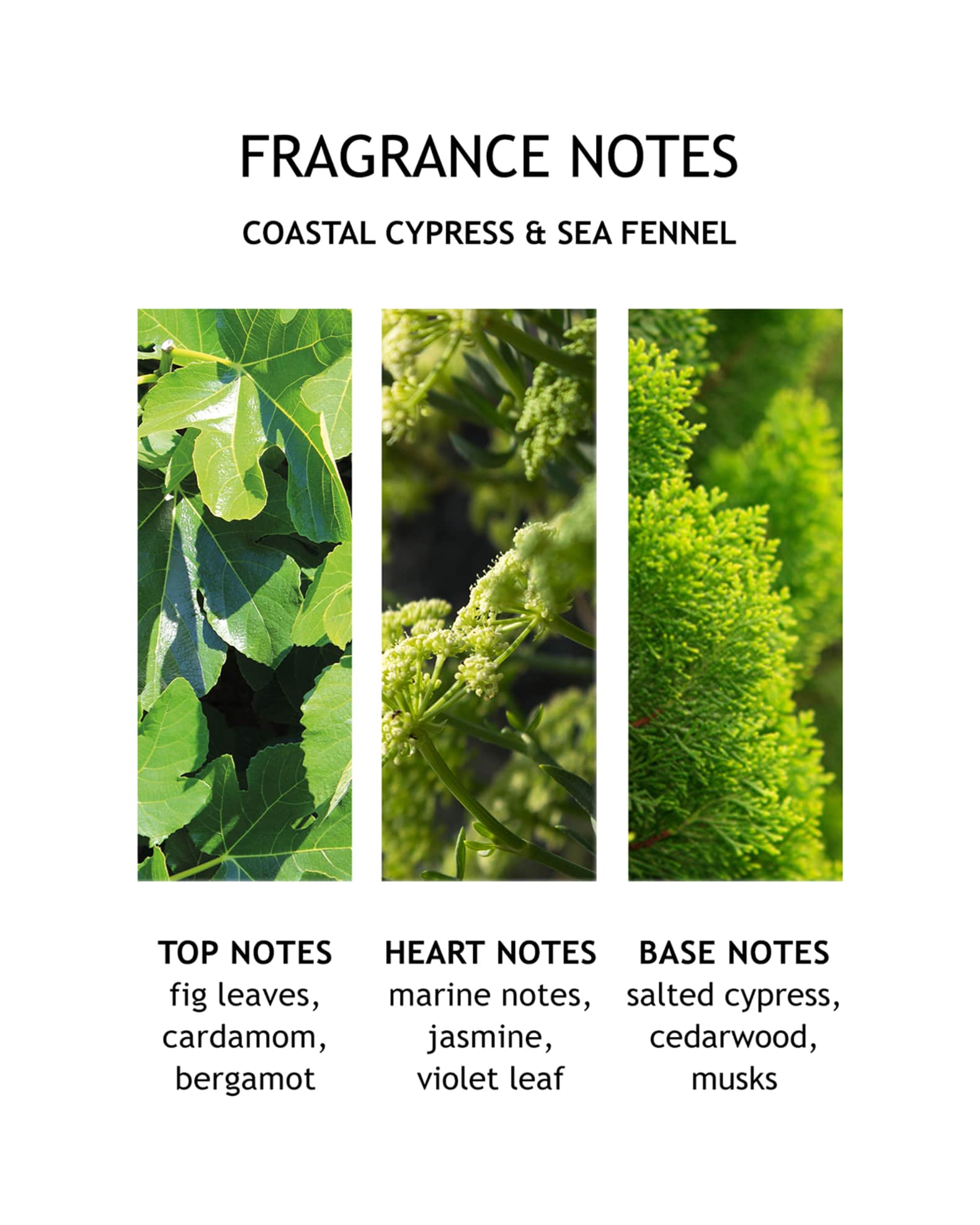 Molton Brown Coastal Cypress & Sea Fennel Bath & Shower Gel | Neiman Marcus