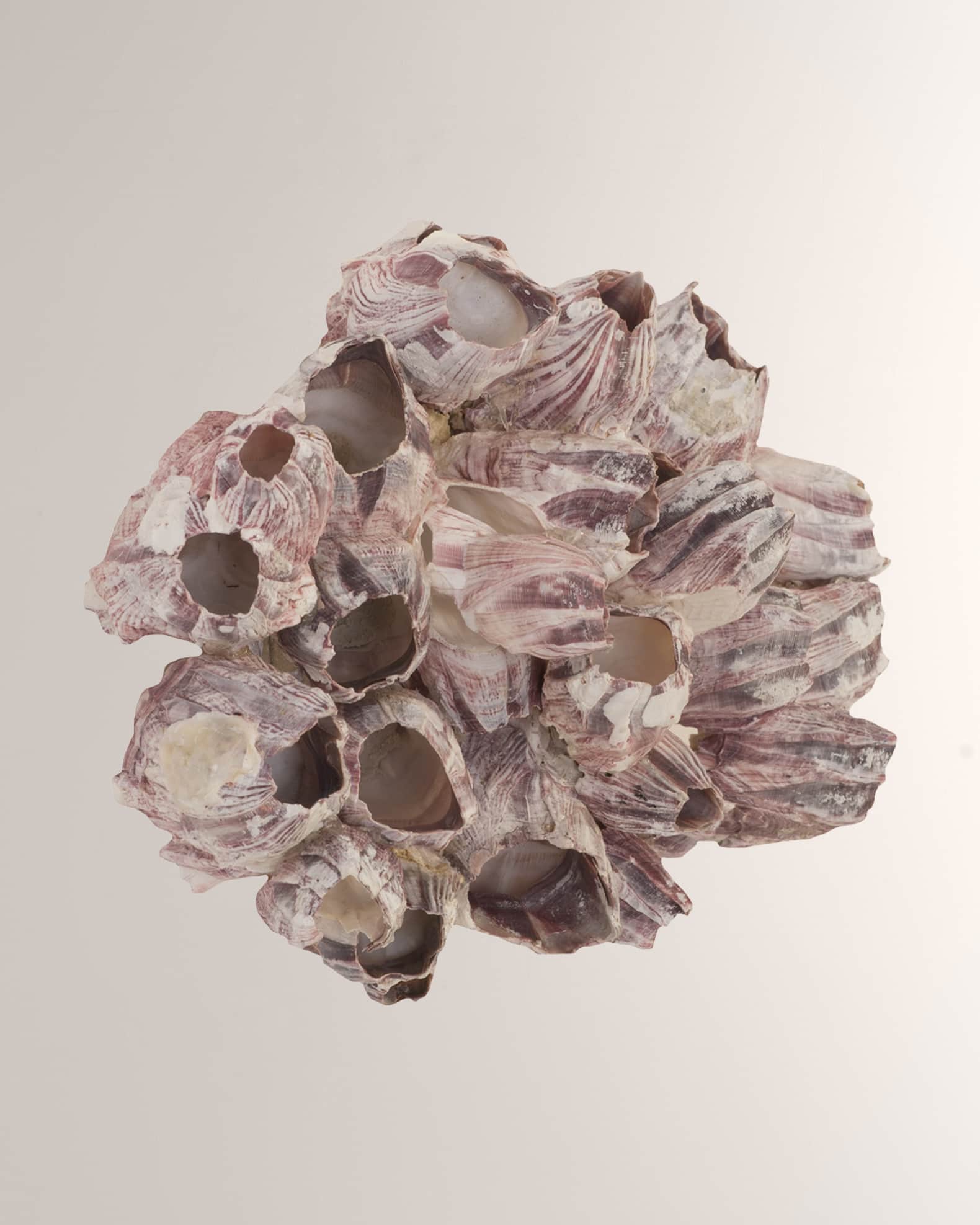 Phillips Collection Barnacle Cluster Large Wall Art | Neiman Marcus