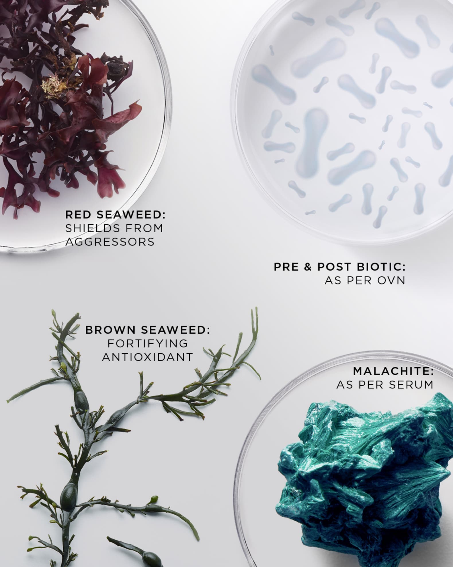 Noble Panacea The Brilliant Radiant Resilience Moisturizer, 30 Doses ...