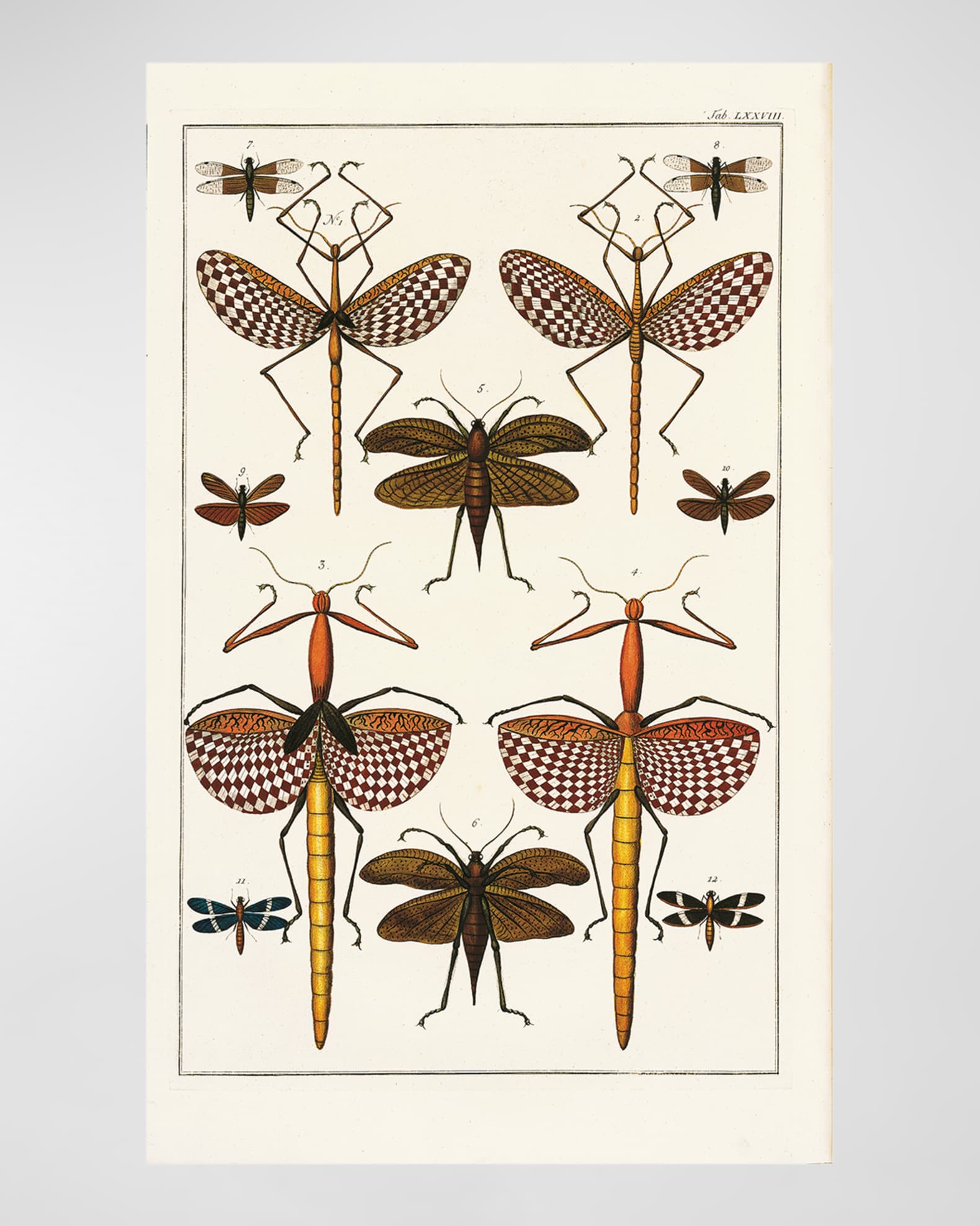 TASCHEN "Seba. Cabinet of Natural Curiosities: 40th Edition" Book by Irmgard Müsch, Jes Rust ...