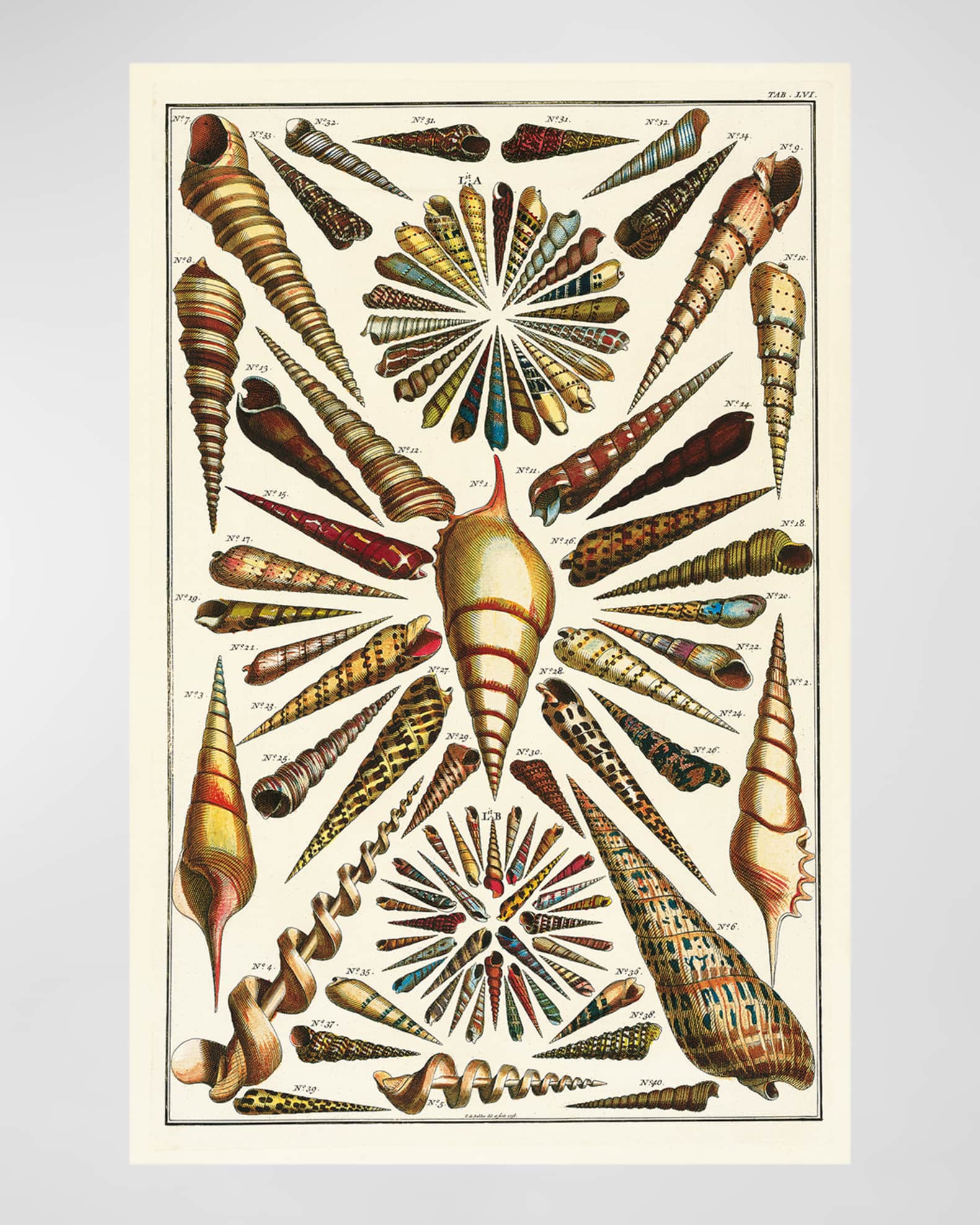 TASCHEN "Seba. Cabinet of Natural Curiosities: 40th Edition" Book by Irmgard Müsch, Jes Rust ...
