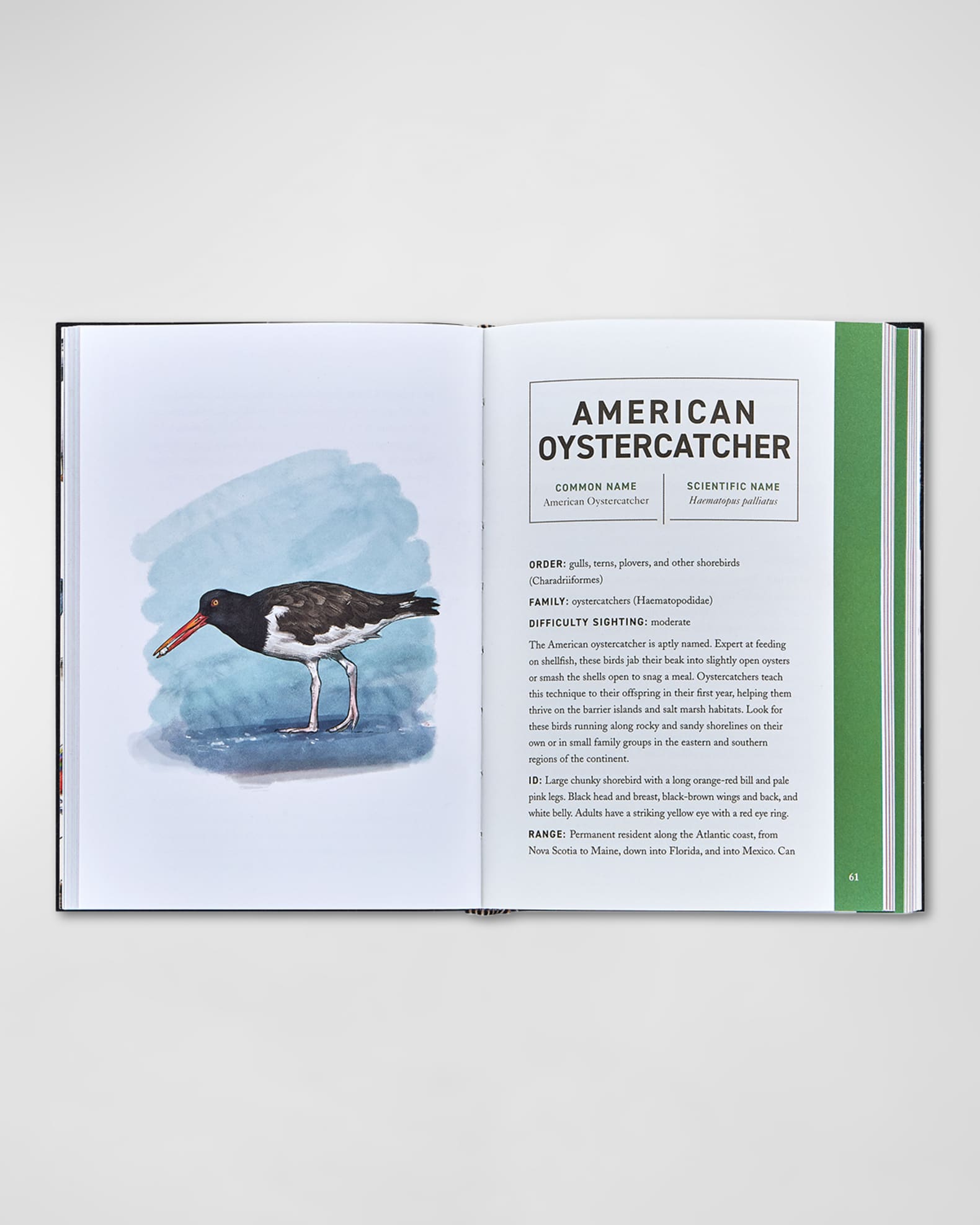 Graphic Image Birds: An Illustrated Field Guide Book | Neiman Marcus