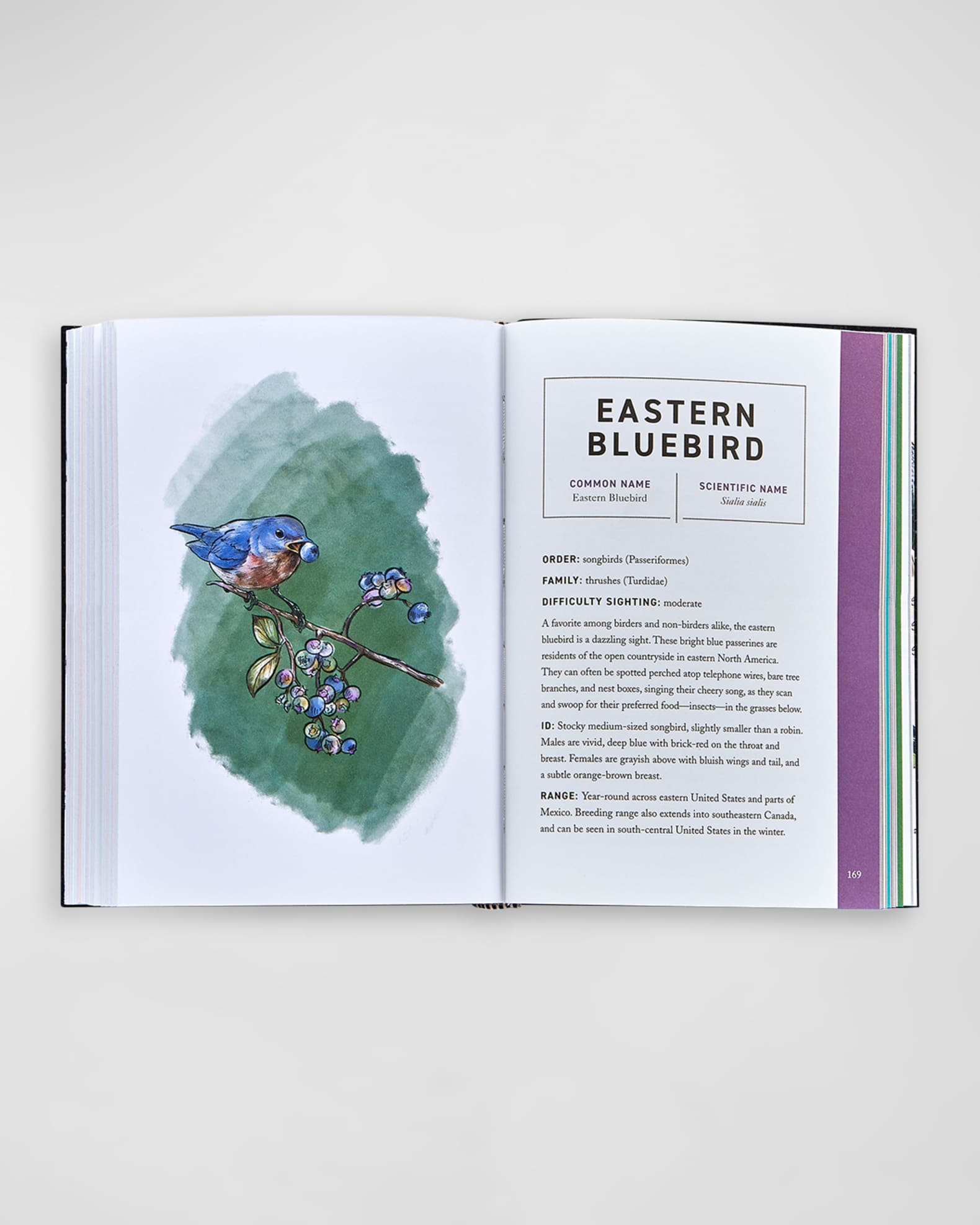 Graphic Image Birds: An Illustrated Field Guide Book | Neiman Marcus