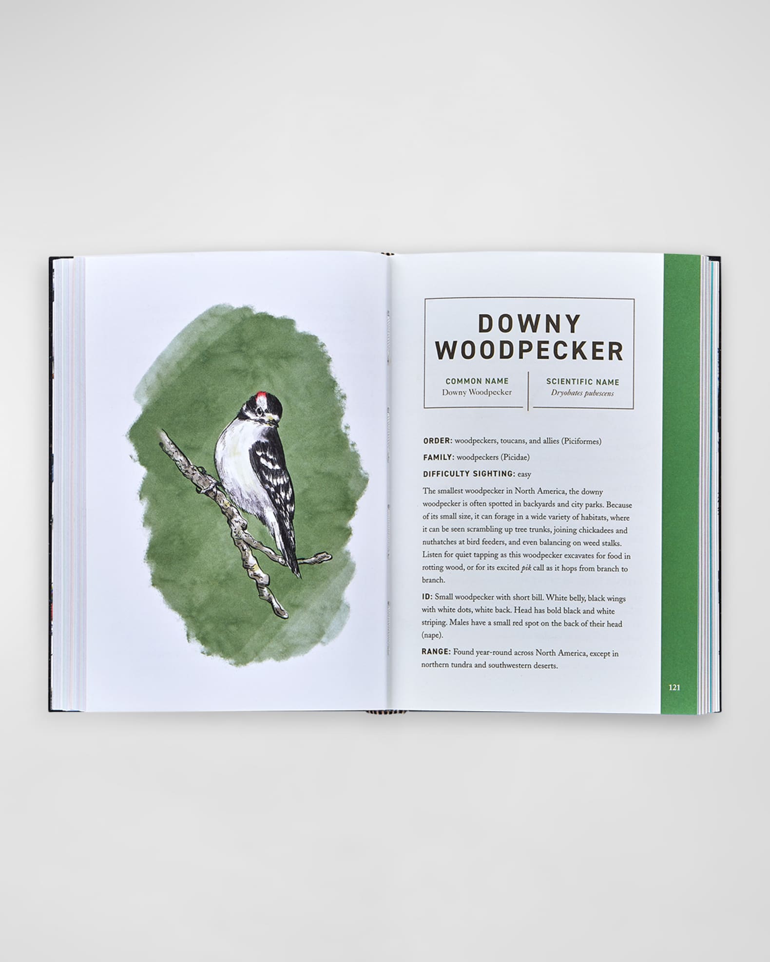 Graphic Image Birds: An Illustrated Field Guide Book | Neiman Marcus
