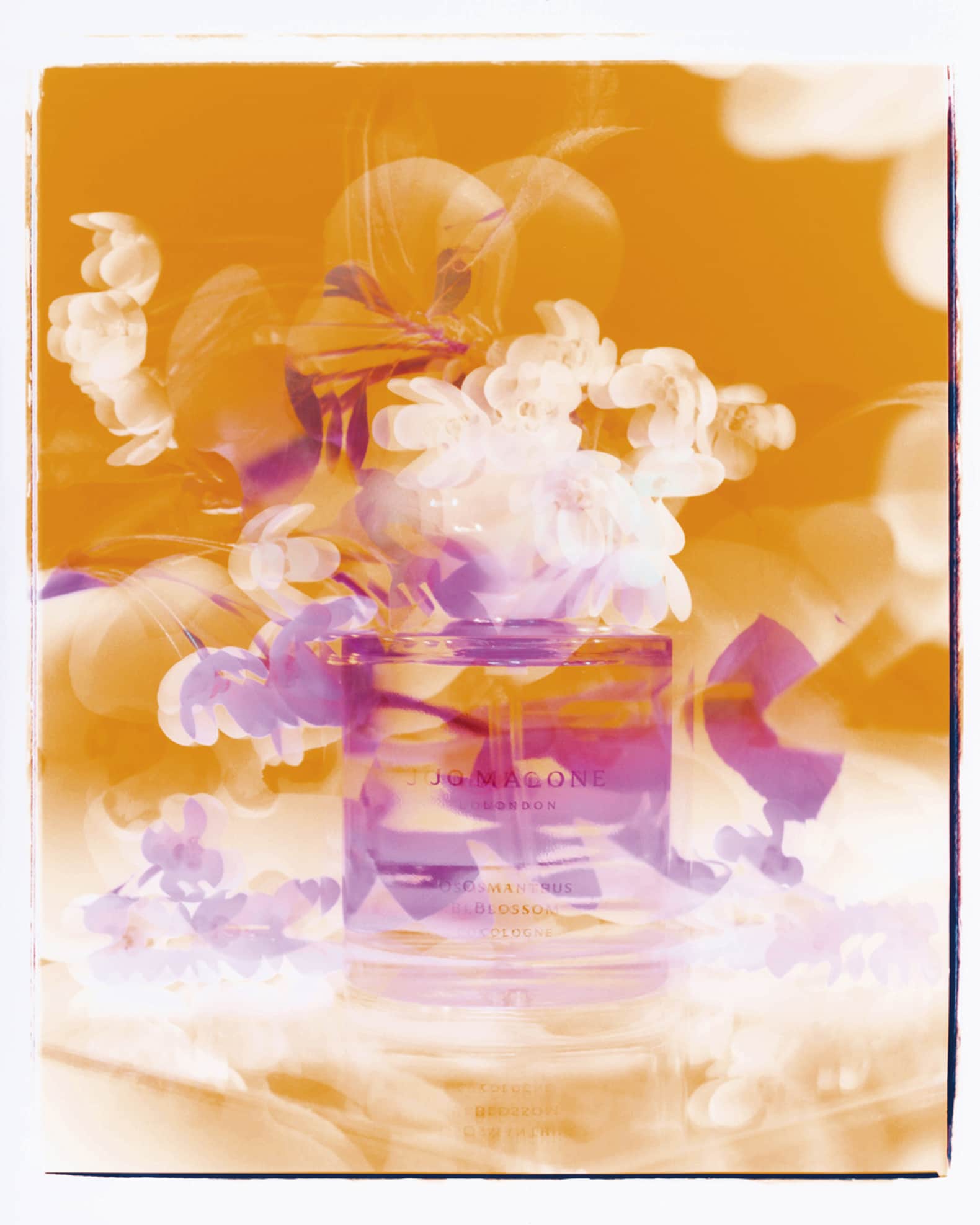 Osmanthus Blossom Cologne | Neiman Marcus