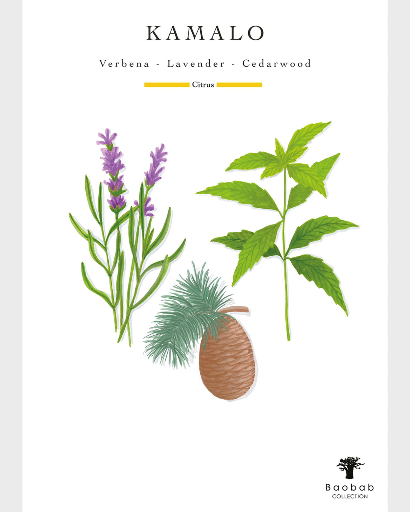 Baobab Collection Sacred Trees Kamalo 4-Wick Max10 Candle, 40 oz ...