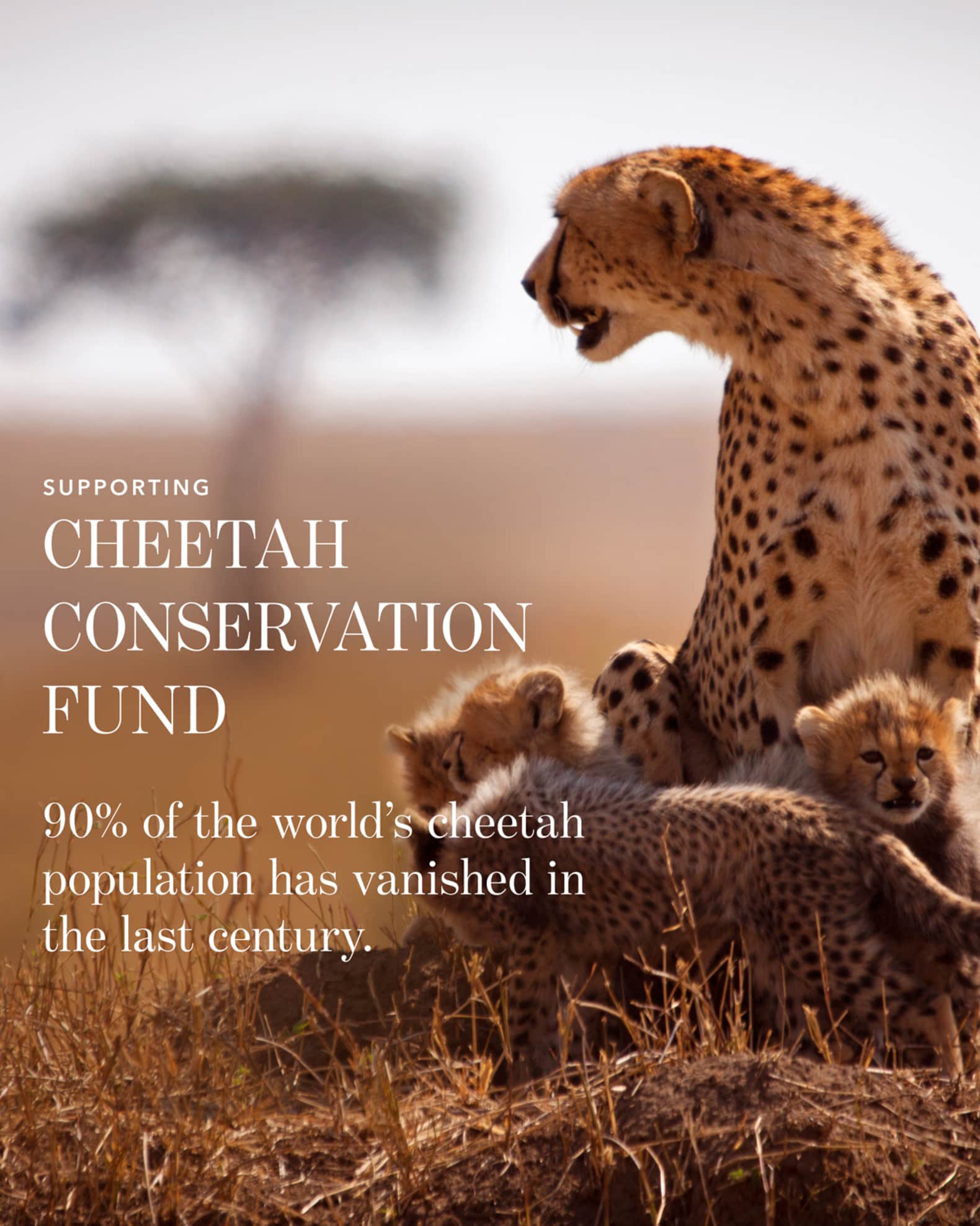 Chantecaille Limited Edition Eye Shadow Trio - Cheetah Collection ...